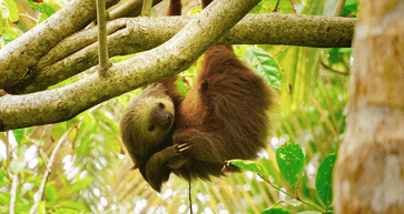 What Can Programmers Learn From Sloths | Upbeat Code